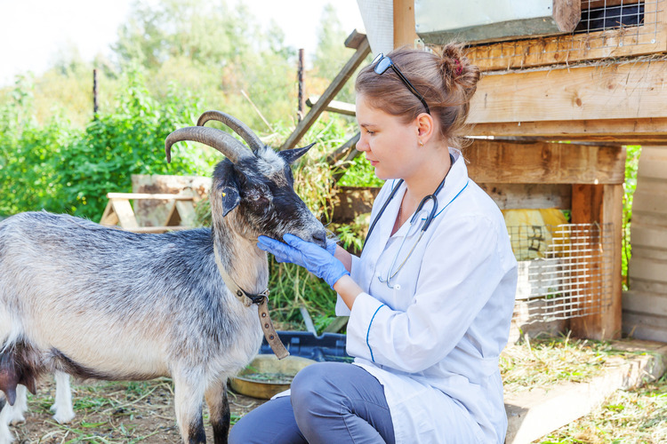 Back From the Vet: Treating Pneumonia in Goats - Goat Journal